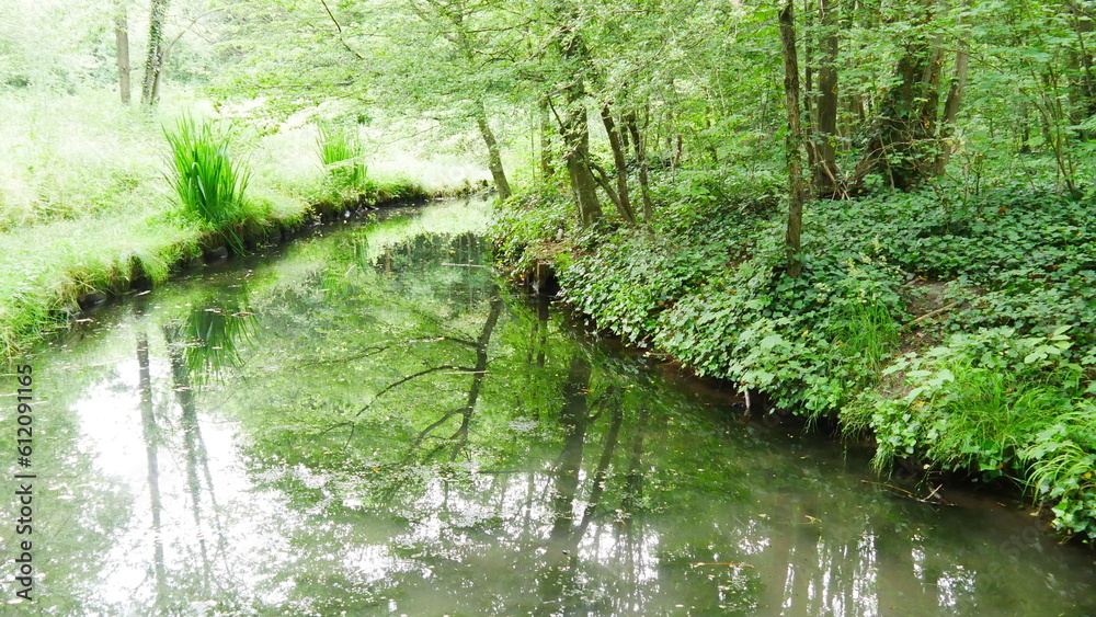 Surface d'un ruisseau d'eau avec de la moussé végétale, réflexion d ...