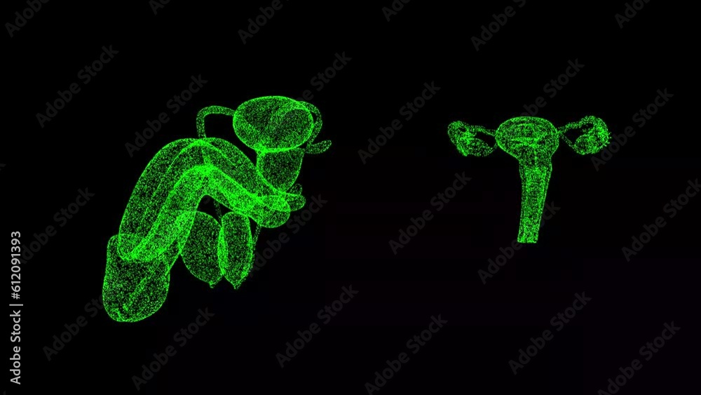 3D Male and female genitals rotates on black bg. Reproductive system ...