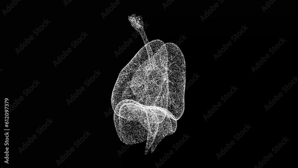 3D human lungs rotates on black bg. Respiratory system human body ...