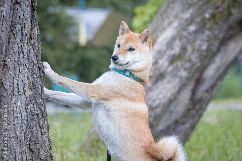 Female red Shiba Inu (cryptocurrency) stands on its hind legs. It rests ...