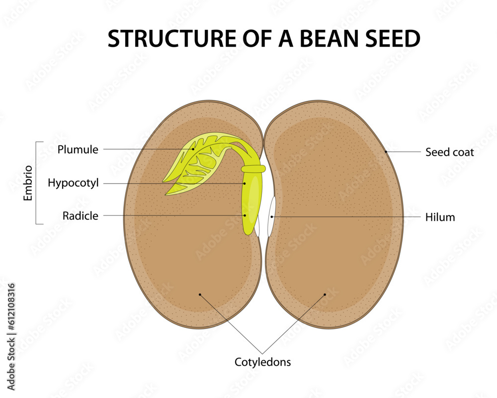 Structure Of A Bean Seed Diagram Labelled Stock Vector Adobe Stock structure-of-a-bean-seed-diagram-labelled-stock-vector-adobe-stock
