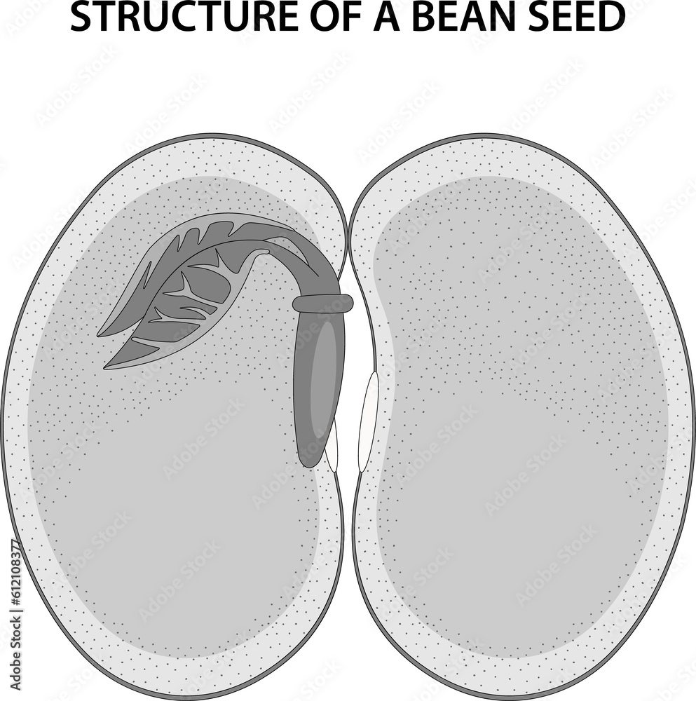 Structure Of A Bean Seed Diagram Unlabelled Stock Illustration structure-of-a-bean-seed-diagram-unlabelled-stock-illustration