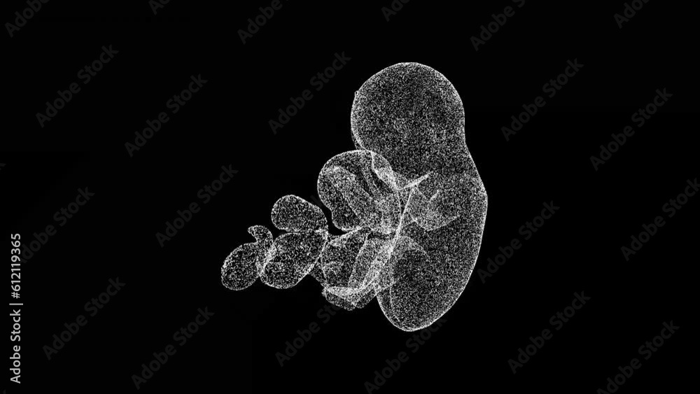 3D human Embryo rotates on black bg. The development of the human ...