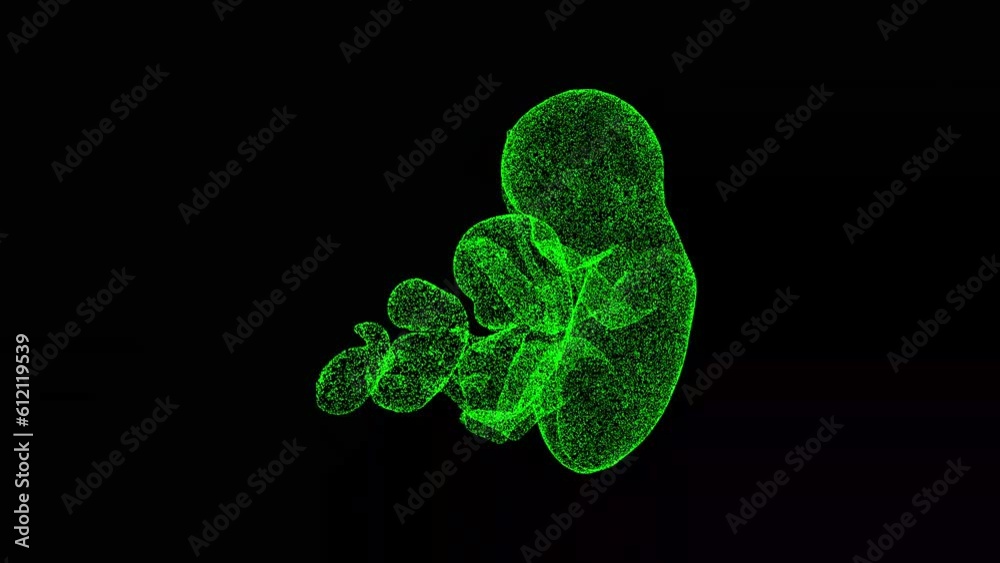 3D human Embryo rotates on black bg. The development of the human ...
