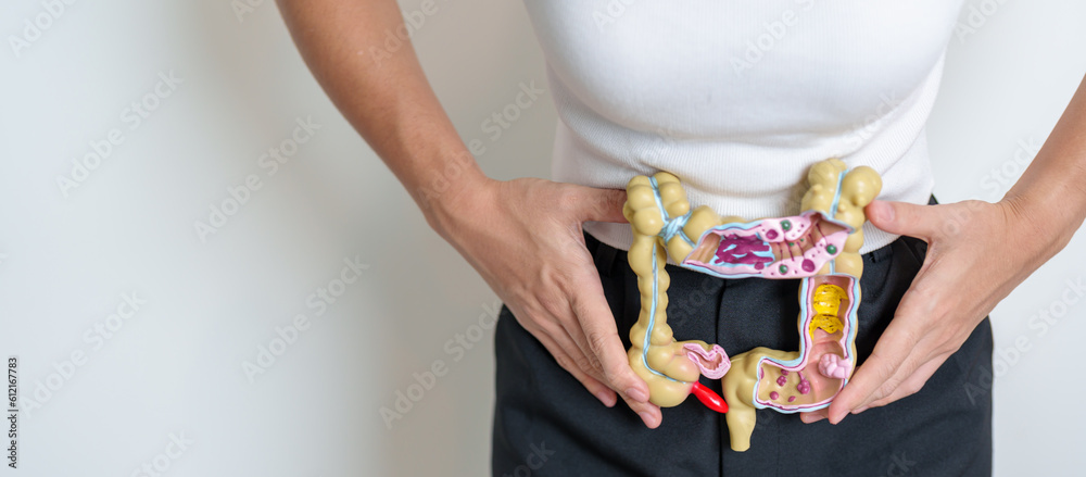 Woman holding human Colon anatomy model. Colonic disease, Large ...
