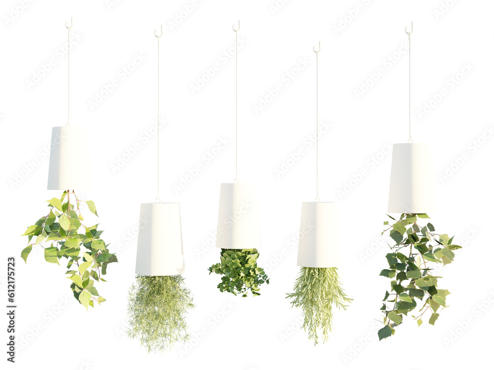isolated hanging plant with white pot, in 5 variation, Tillandsia ...