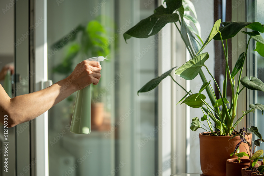Woman spraying Monstera plant in clay pot. Female hand sprays water on ...