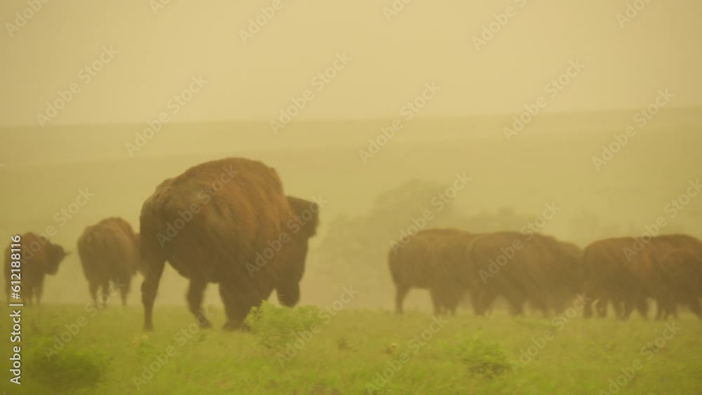 Close up shot of many bison walking in rain in Wichita Mountains ...