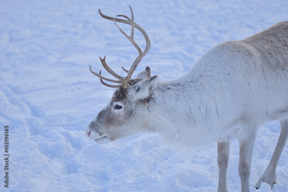 Reindeer in Tromso, Norway. Sledding and reindeer feeding by Sami ...