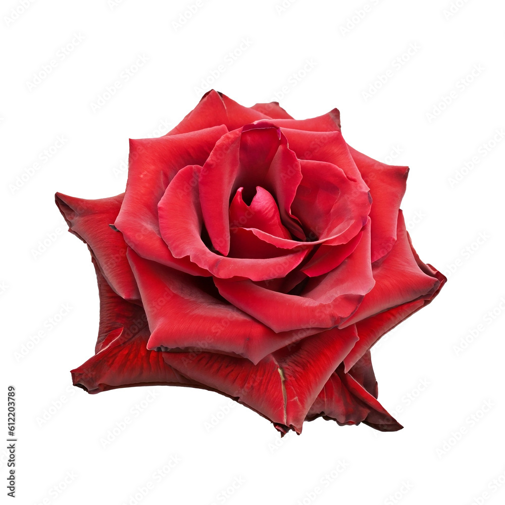 red ross flower , png , isolated on transparent background, ai ...
