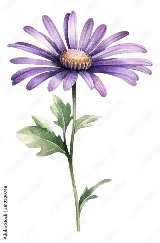 Purple Daisy Flower isolated watercolor illustration. Generative AI ...