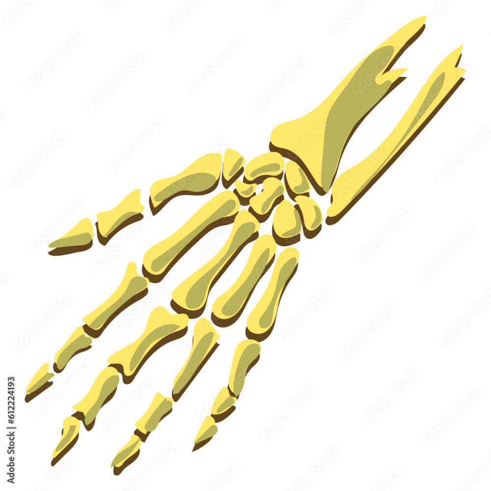 The human skeleton of the hand, palm, fingers is located straight ...