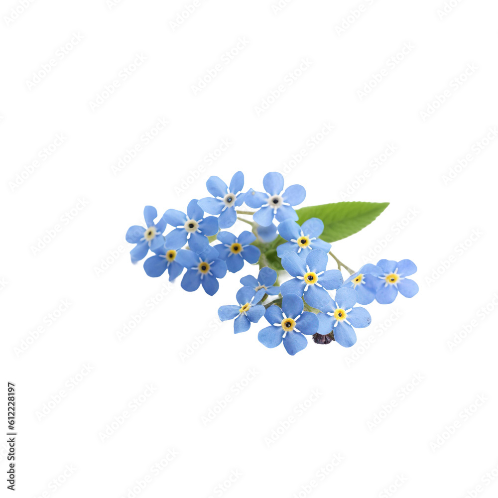 front view of light blue Forget me not flower isolated on a transparent ...