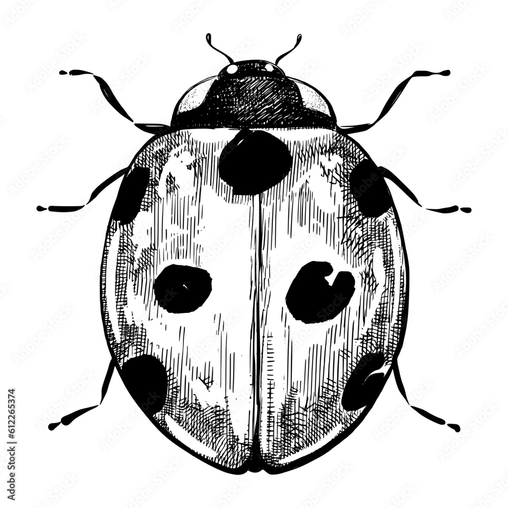 Ladybug beetle top view sketch illustration. Stock Vector | Adobe Stock