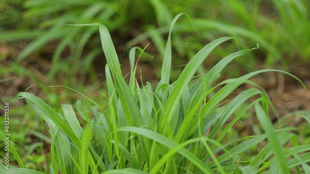 A clump of pointy-leaf lemon grass plants has sharp and green leaf ...