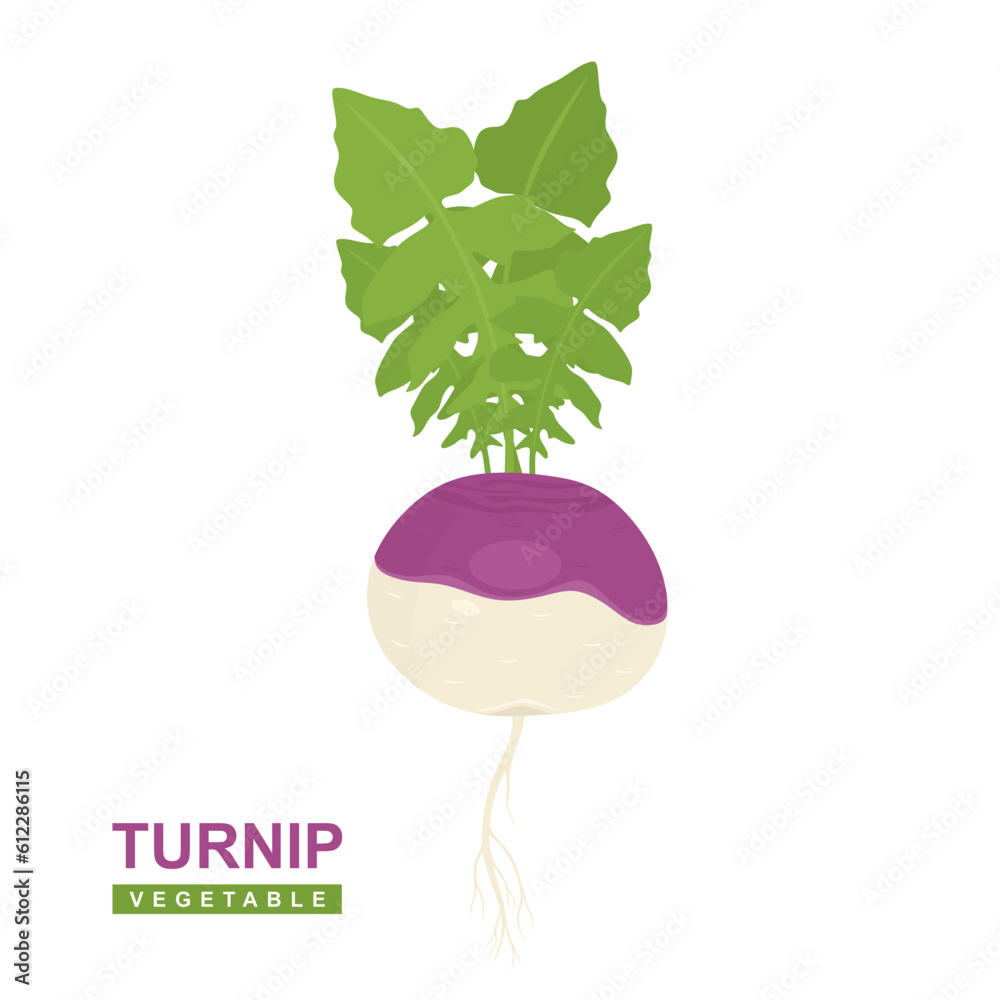Vector Turnip with leaves in flat cartoon illustration. Vegetable ...