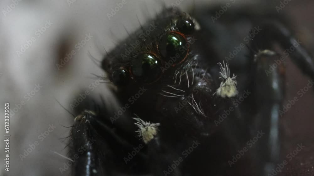 Little jumping spider looks into the camera. Tiny and tender spider ...