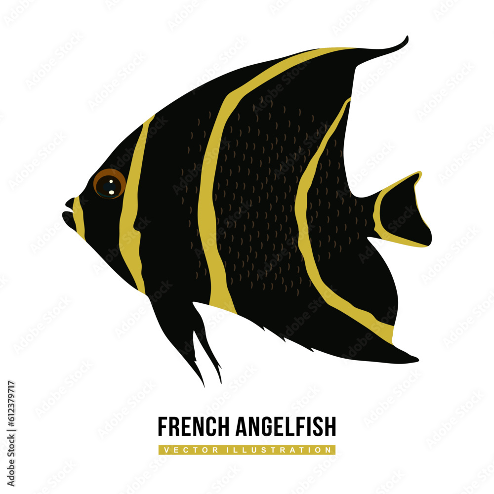 Vecteur Stock French Angelfish or Pomacanthus paru in flat cartoon ...