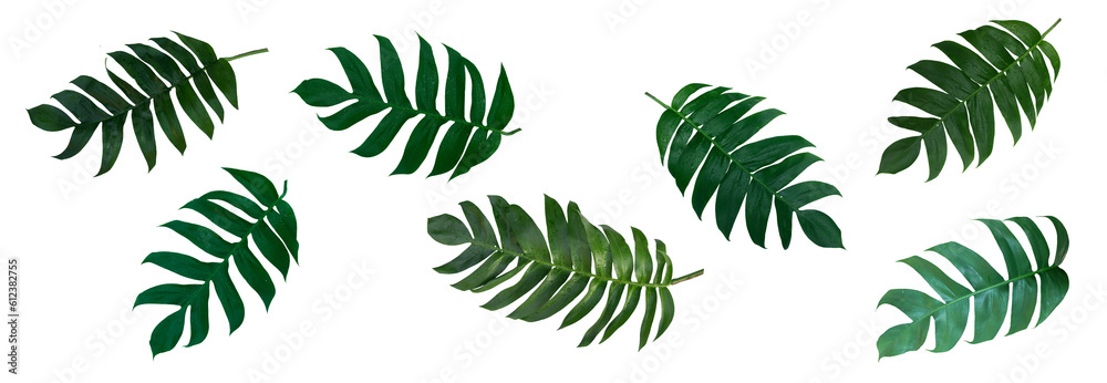 Monstera pinnatipartita (Siam Monstera) large green leaves that hollow ...