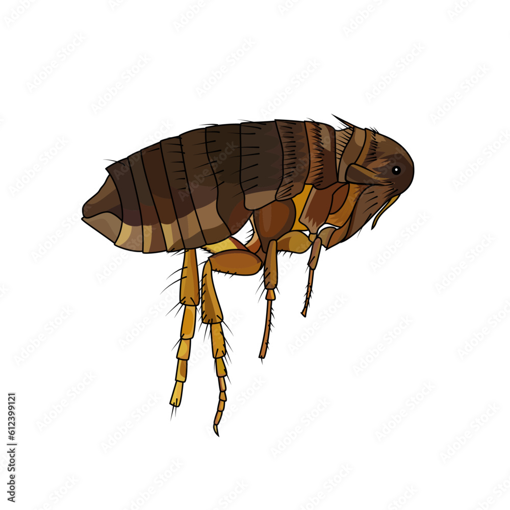 Cat Flea parasitic insect vector illustration, Domestic Cat , dog flea ...