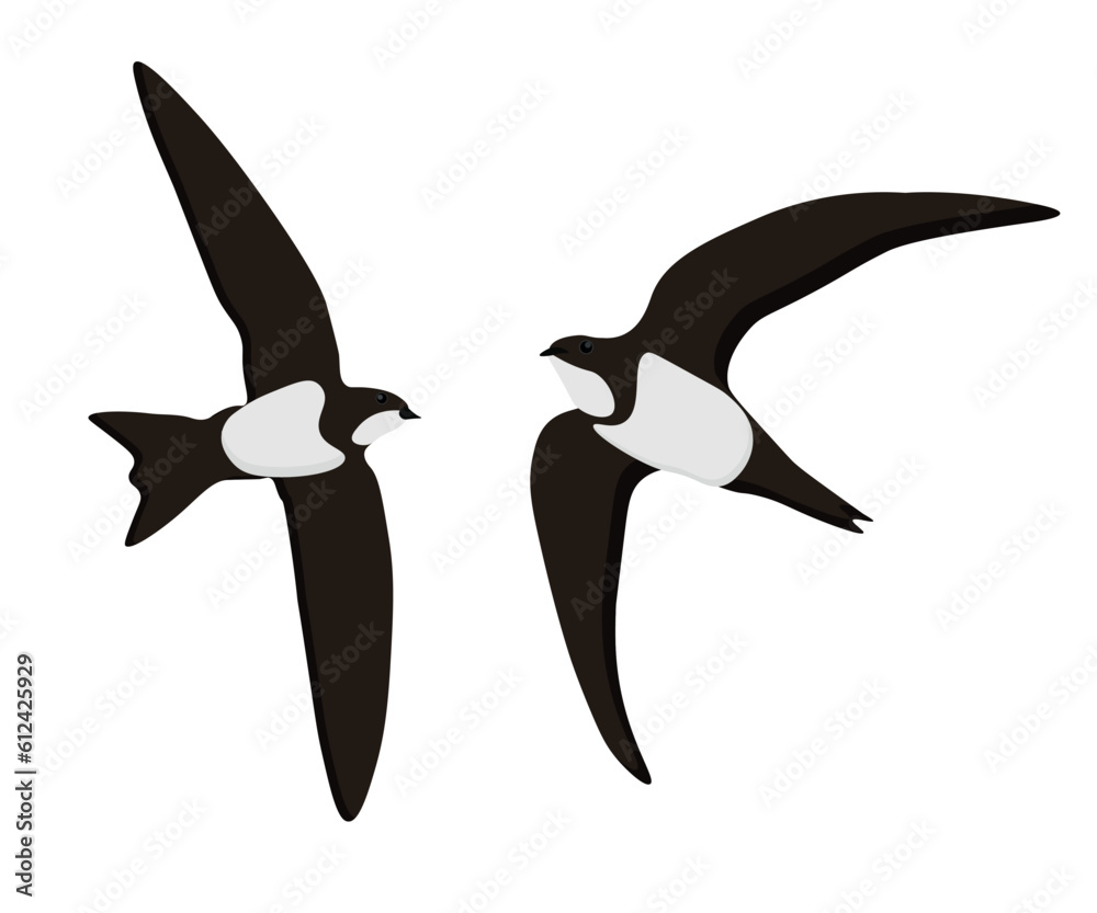 Set of Alpine swift bird. Tachymarptis melba isolated on white ...