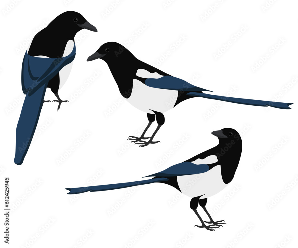 Set of common Eurasian magpie bird. Pica pica isolated on white ...