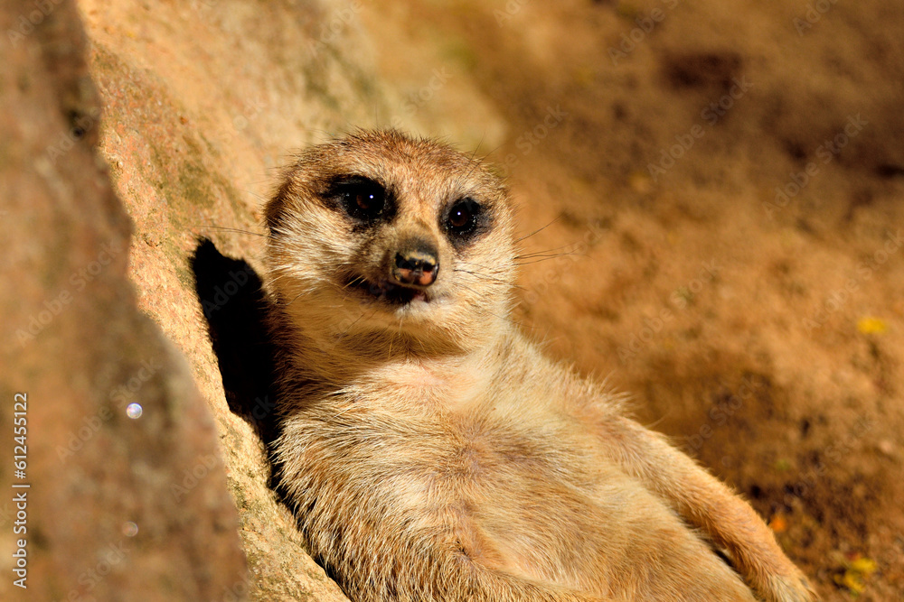 suricata (Suricata suricatta) retrato Stock Photo | Adobe Stock