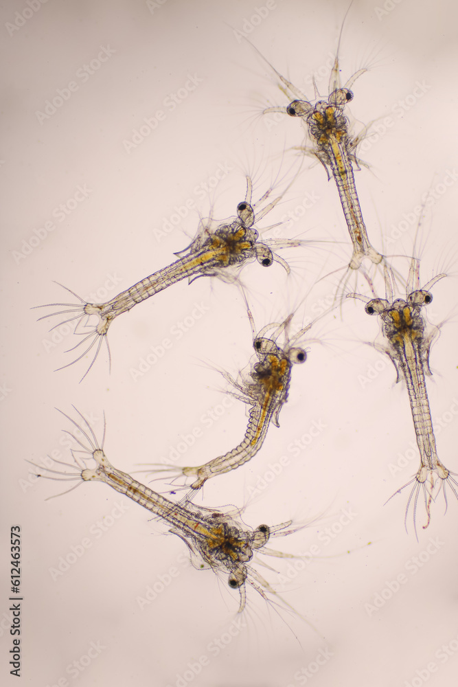 White shrimp. Zoea stage of Vannamei in light microscope, Shrimp larvae ...