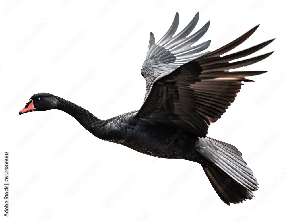 Flying black swan isolated on the transparent background PNG. Top view. AI generative. Stock ...