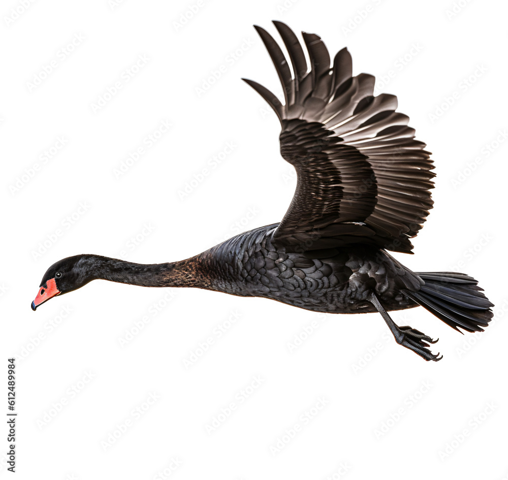 Flying black swan isolated on the transparent background PNG. Top view. AI generative. Stock ...