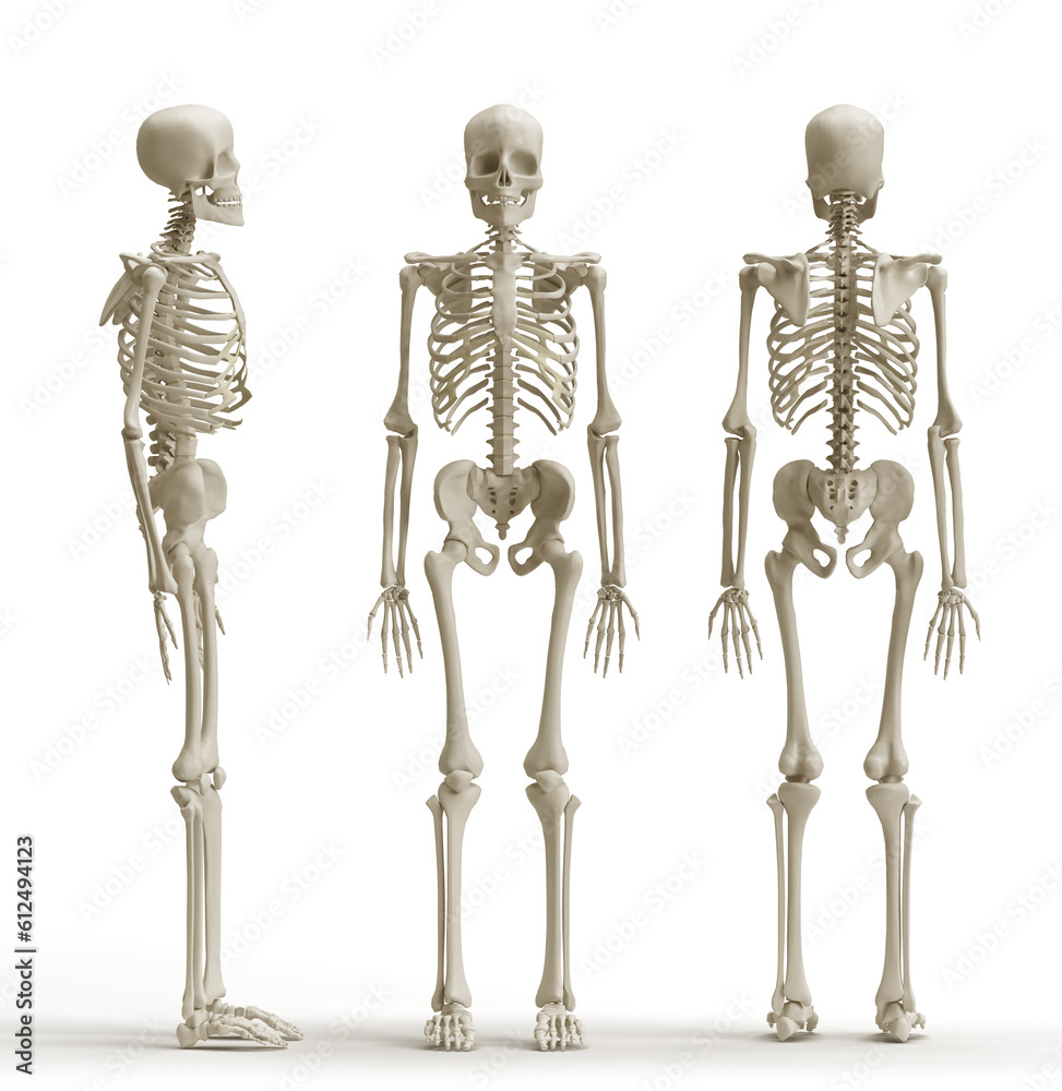 skeleton in three different poses Stock Illustration | Adobe Stock