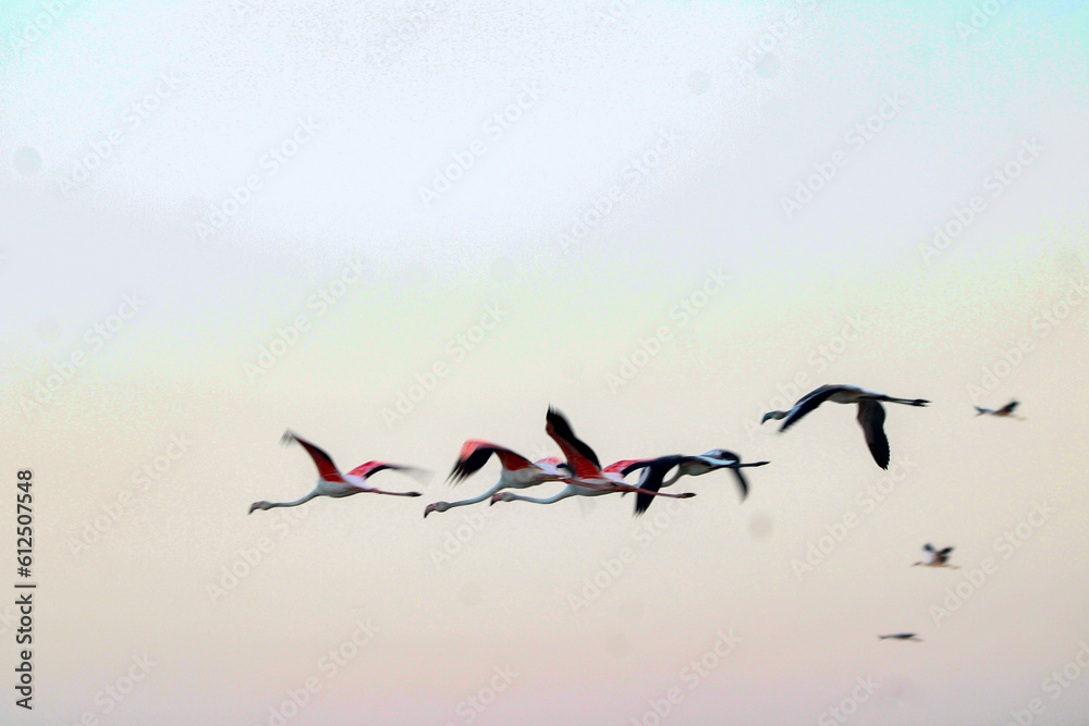 Beautiful flamingo near back water. wall mounting of flamingo bird ...