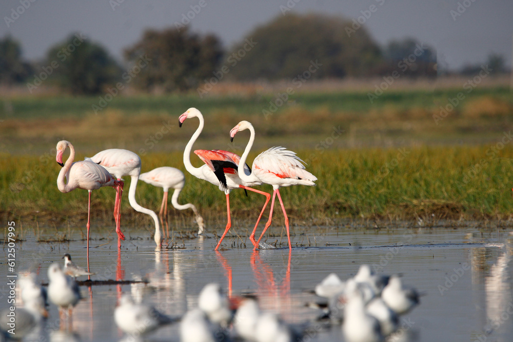 Beautiful flamingo near back water. wall mounting of flamingo bird ...