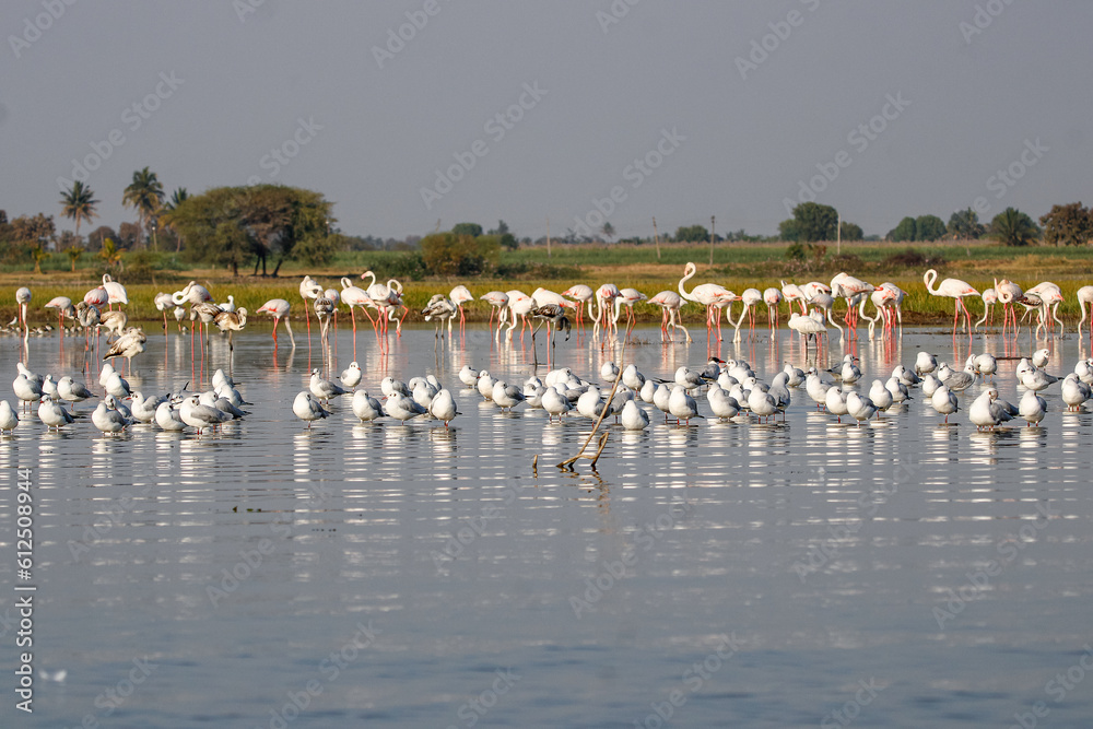 Beautiful flamingo near back water. wall mounting of flamingo bird ...