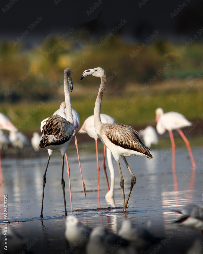 Beautiful flamingo near back water. wall mounting of flamingo bird ...