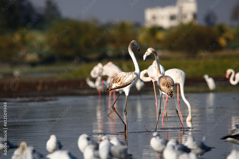 Beautiful flamingo near back water. wall mounting of flamingo bird ...