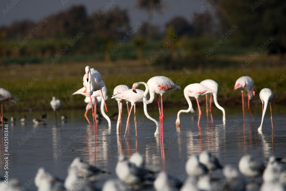 Beautiful flamingo near back water. wall mounting of flamingo bird ...