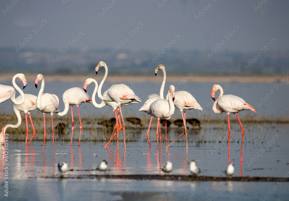 Beautiful flamingo near back water. wall mounting of flamingo bird ...