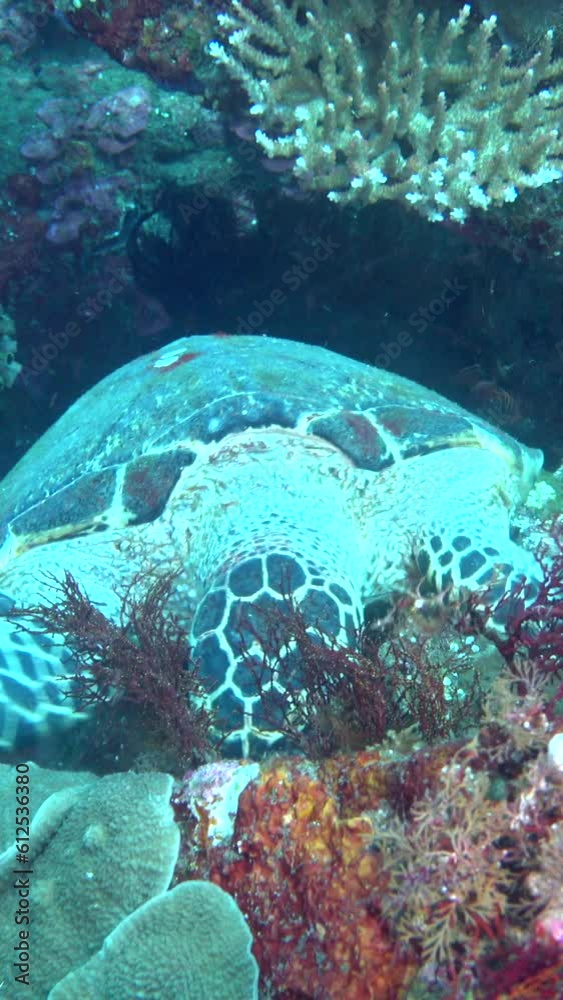Vertical view of a sea turtle swimming amid coral reefs and eating ...