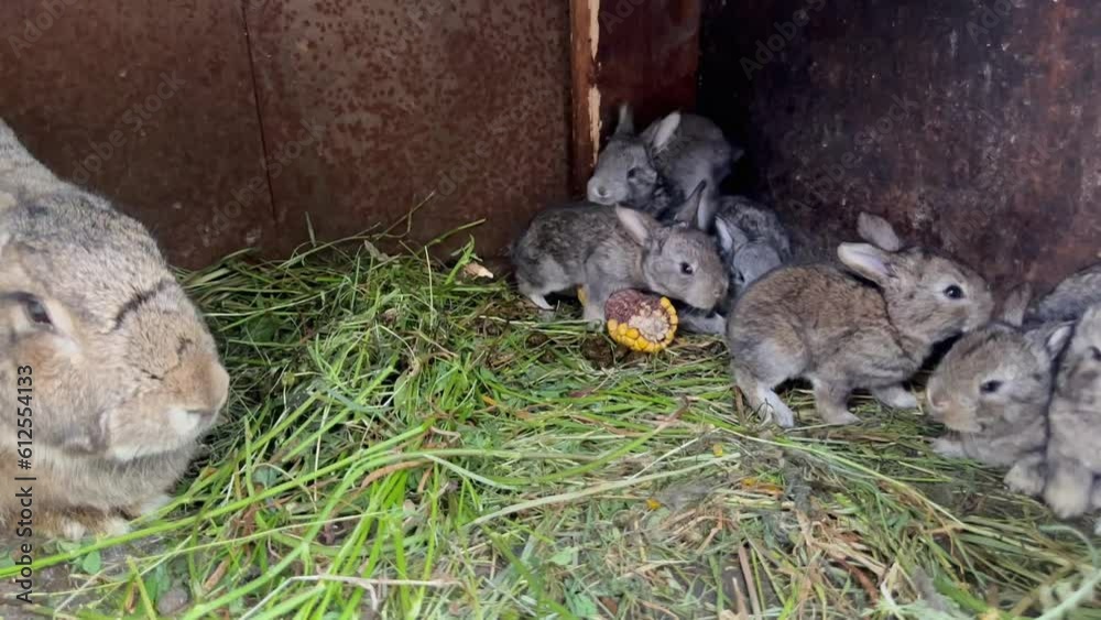Little cute gray fluffy rabbits are jumping one by one in the rabbit ...