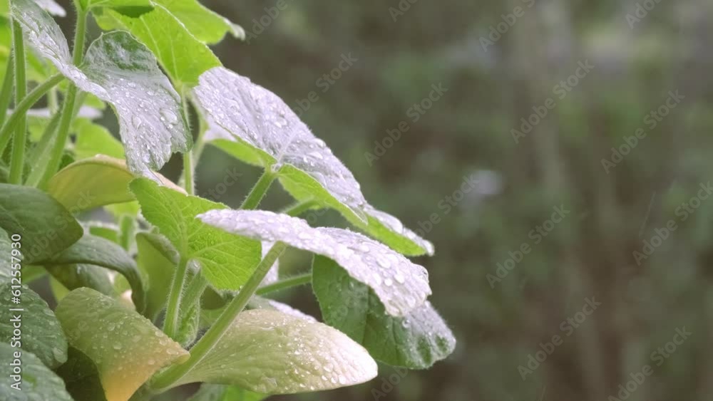 young vegetable plants in garden in rain, water drops on leaves ...