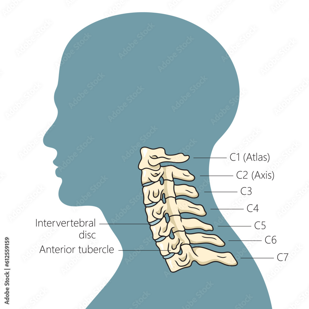 Structure of the human cervical spine schematic vector illustration ...
