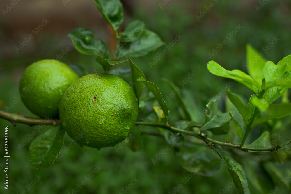 Fruto da variedade de Limão Rei em horta da cidade de Guarani, estado ...