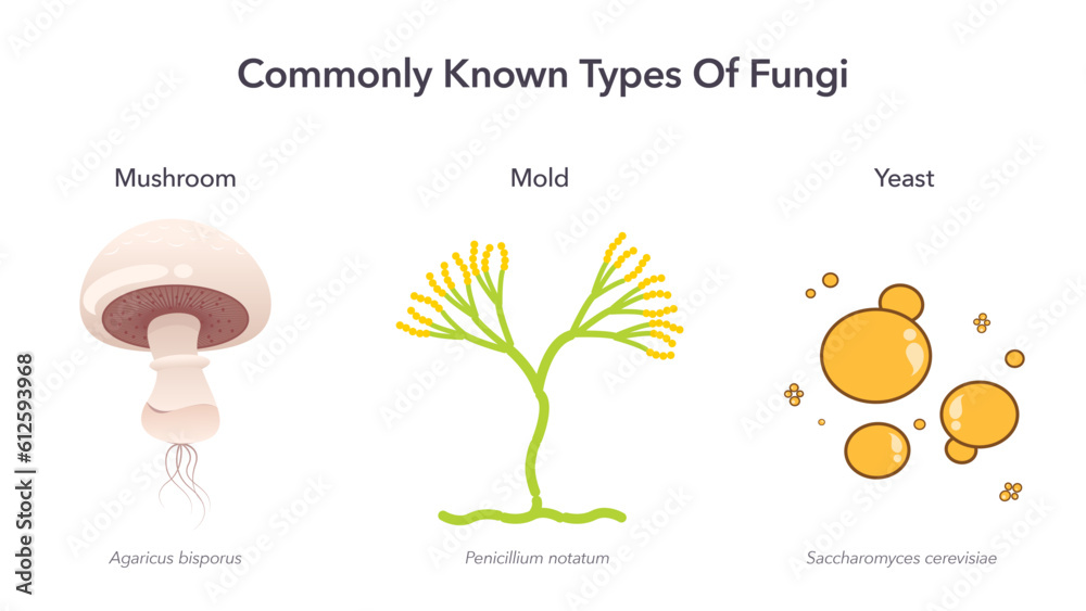 Poster Commonly Known Types of Fungi science vector illustration – Wall ...