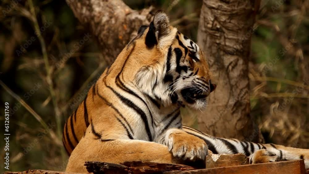 Close up detail portrait of bathing sun tiger. Beautiful face portrait ...