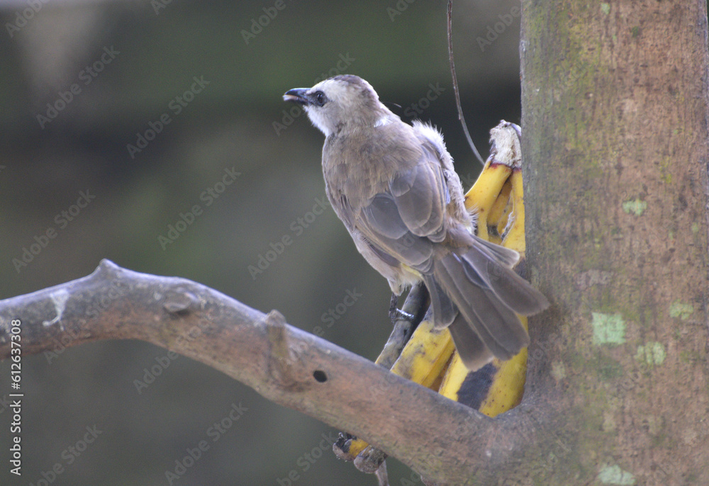 Bird on branch, The yellow vented bulbul, Pycnonotus goiavier, or ...