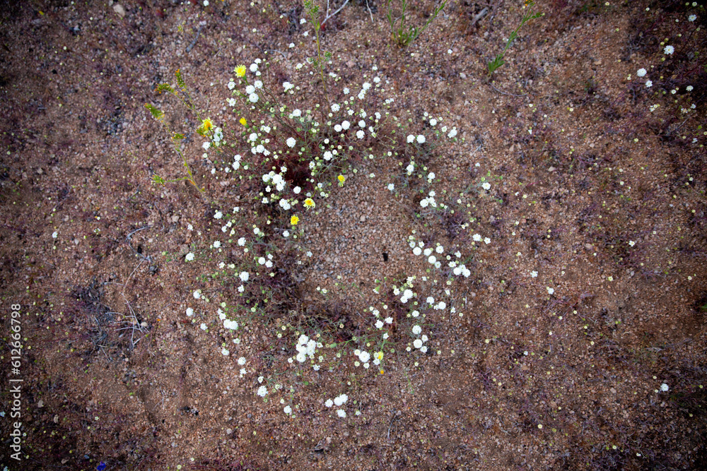 Circle of Daisy Stock Photo | Adobe Stock