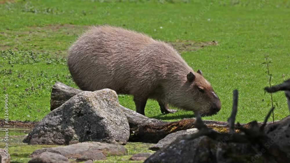 The capybara, Hydrochoerus hydrochaeris is the largest extant rodent in ...