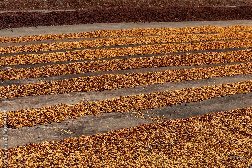 Coffee cherries after harvesting are spread out in the sun. The dry ...
