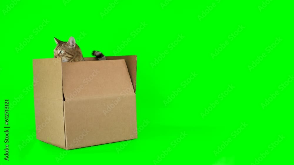 Bengal cat gets out of cardboard box on green screen isolated with ...
